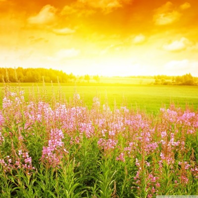 Bright Spring Grass Desktop Wallpaper - Spring Sunrise Wallpaper Hd ...