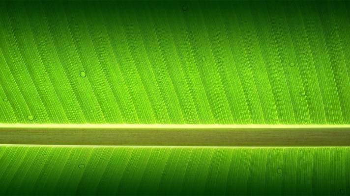 Best Hd Wallpaper Of Banana Tree With Fruit In 1920x1280p - Banana ...