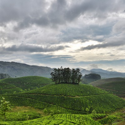 High Resolution Munnar Hd - 1024x1024 Wallpaper - teahub.io