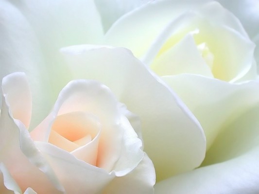 Phoolon Ke Photo Download - 800x600 Wallpaper - teahub.io