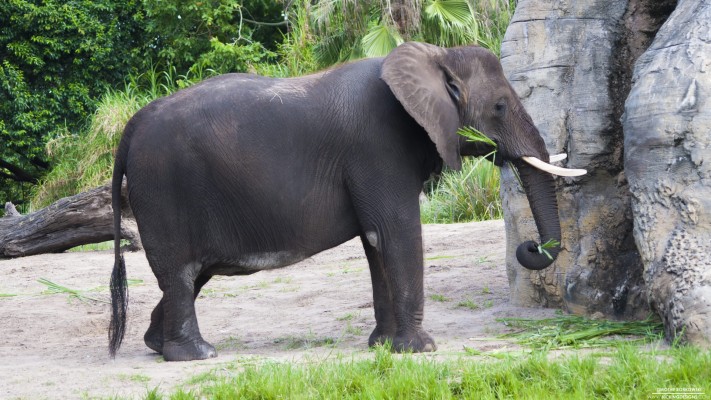 Indian Elephants - Indian Elephant Background - 1500x1500 Wallpaper ...