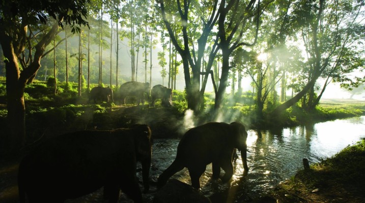 Deep Forest In India - 1024x600 Wallpaper - teahub.io