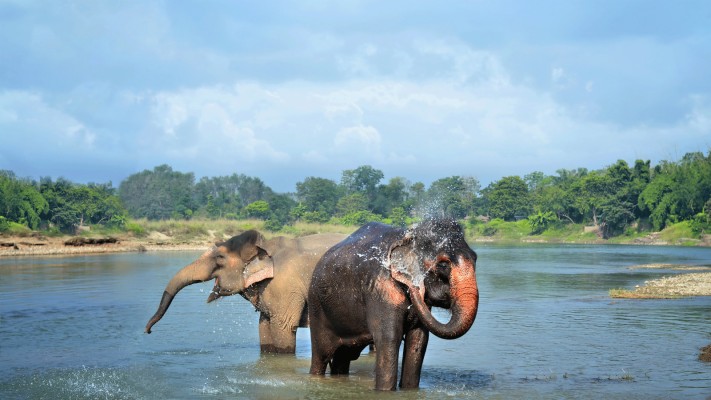 Hd Wallpapers Of Chitwan National Park - 1280x720 Wallpaper - teahub.io