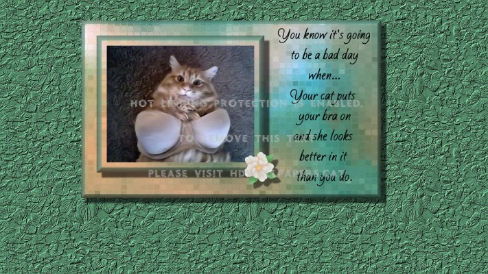 Bad Cat Wallpaper - 1024x768 Wallpaper - teahub.io