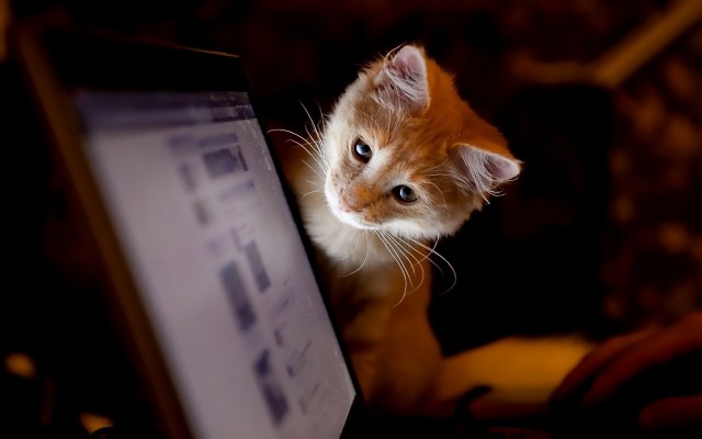 Cat Looking At Computer Screen - 1920x1200 Wallpaper - teahub.io