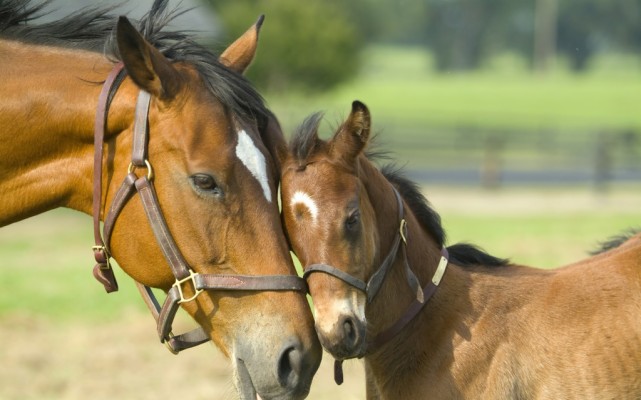 Long Do Horses Live - 1024x639 Wallpaper - teahub.io