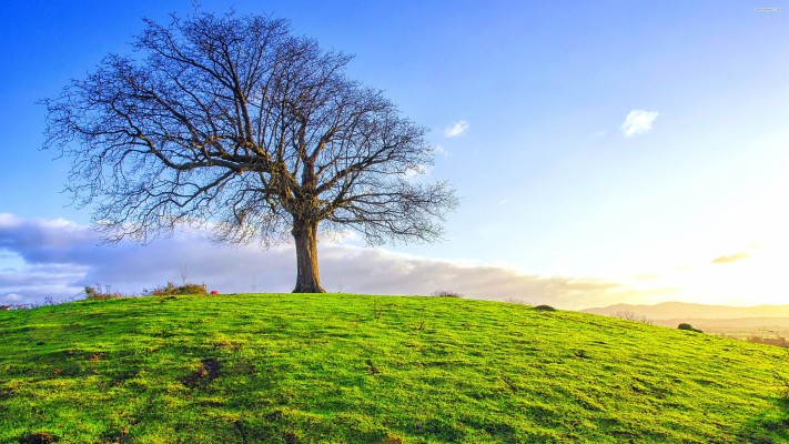 Single Tree Wallpaper Hd - 3840x2160 Wallpaper - teahub.io