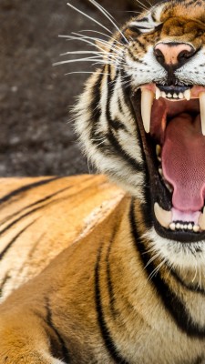 Tiger Teeth Wallpaper - High Definition Tiger Images Hd - 3840x2160 ...