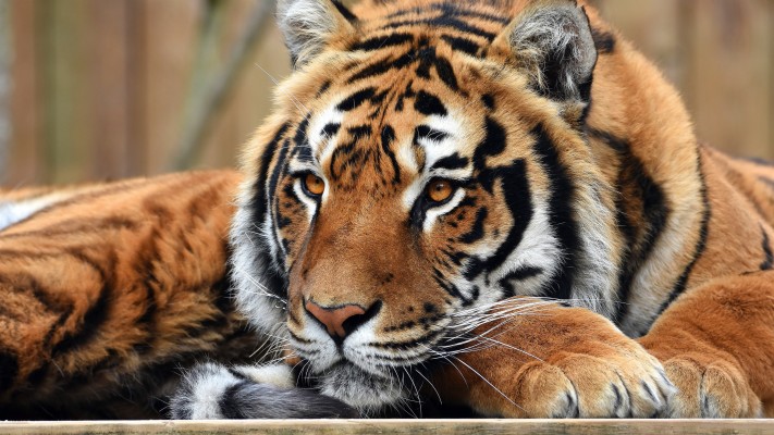Wallpaper White Tiger Rest - Singapore Zoo - 2560x1600 Wallpaper ...