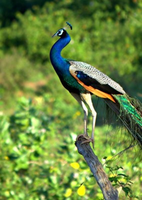 Flora And Fauna Of Kerala - 768x1080 Wallpaper - teahub.io