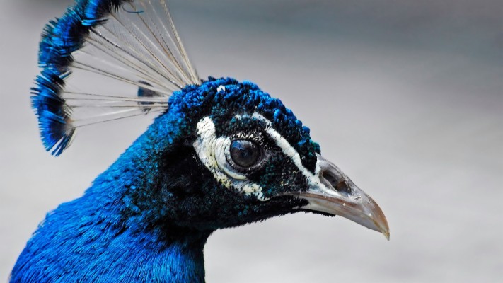 High Resolution Peacock Hd Wallpaper Id - High Resolution Peacock ...