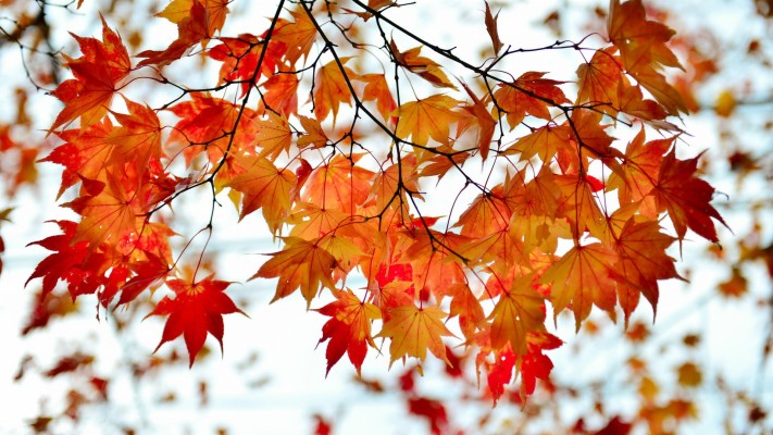 Branch Of Fall Leaves - 1920x1080 Wallpaper - teahub.io