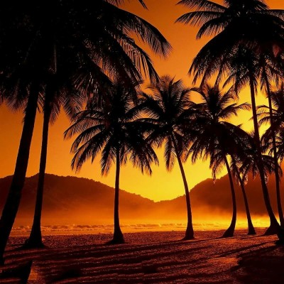 Scarface Sunset Wallpaper - 800x800 Wallpaper - teahub.io