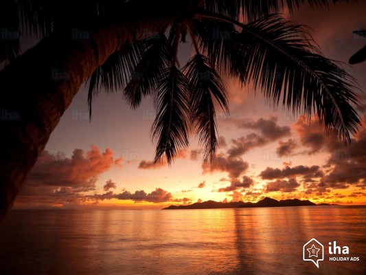 Scarface Sunset Wallpaper - 800x800 Wallpaper - teahub.io