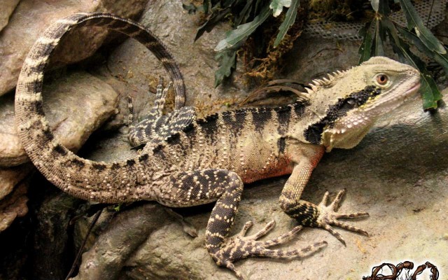 Lizard Wallpaper Water Dragon - 3840x2400 Wallpaper - teahub.io
