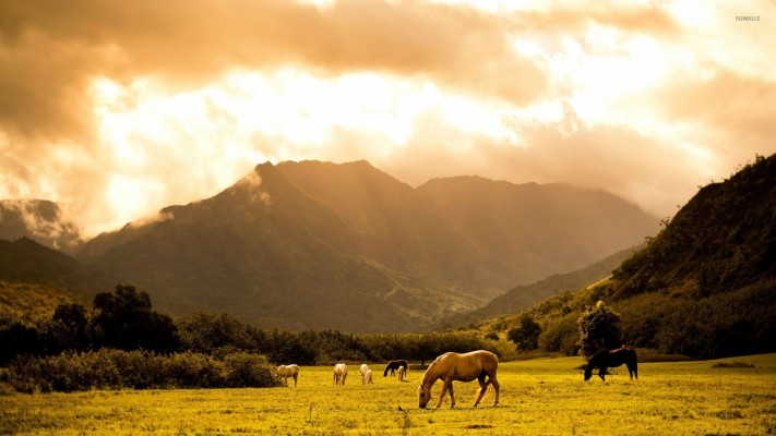 Horses In Field - 1920x1080 Wallpaper - teahub.io