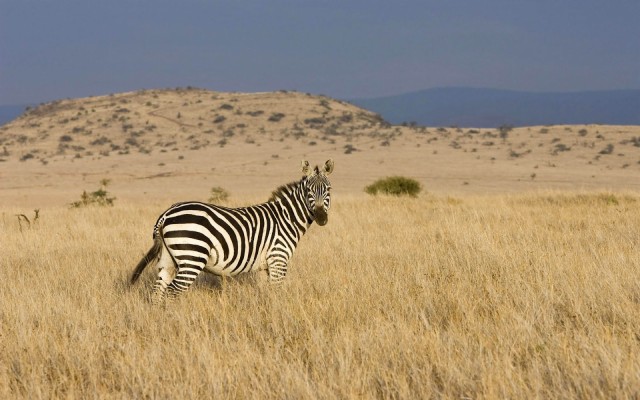 Zebra In A Field - 1600x1000 Wallpaper - teahub.io