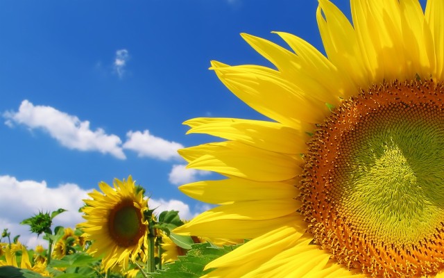 Full Hd High Resolution Sunflower - 1920x1200 Wallpaper - teahub.io