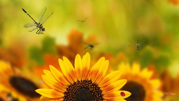 Funflower Sunflowers - Dragonfly In The Fall - 1920x1080 Wallpaper ...