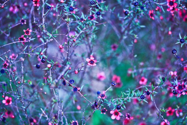 All Flower Wallpaper Download - 800x600 Wallpaper - teahub.io