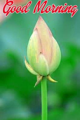 Download Wallpaper Lotus, Flower, Flowers, Flora Free - Sacred Lotus ...