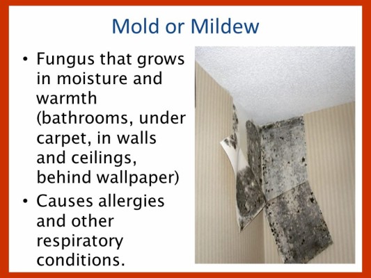Mold Behind Wallpaper - 1520x2688 Wallpaper - teahub.io