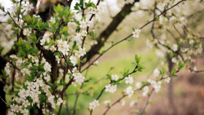 Wallpaper Spring, Flowering, Cherry, Garden - 720p Spring - 1280x720 ...