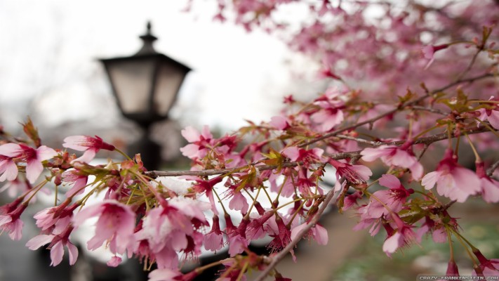 Hd Wallpaper All Spring - 2560x1440 Wallpaper - teahub.io