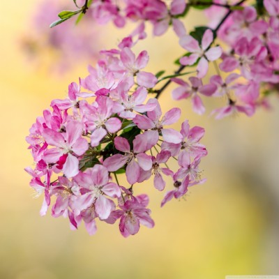 Cute Spring Tree Blossom Hd Desktop Wallpaper Widescreen - Pretty ...