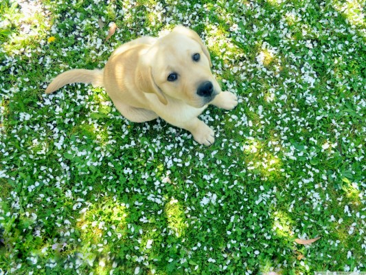 Funny Spring Dog Wallpaper - Spring Dog Background - 2800x2100 ...