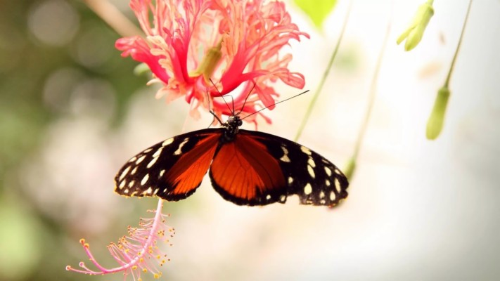 Nice Butterfly Background Wallpaper - Full Hd Butterfly Wallpapers 4k ...