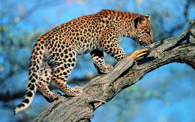 Amur Leopard In A Tree - 1920x1080 Wallpaper - teahub.io
