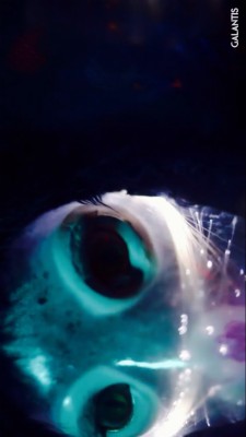 Galantis - 1000x1000 Wallpaper - teahub.io