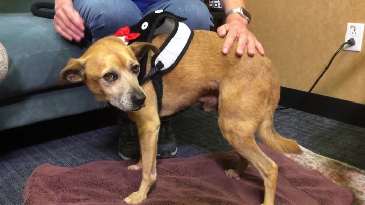 Potcake Dog - 1920x1080 Wallpaper - teahub.io