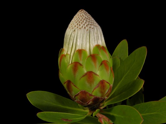 Protea Flowers - 1000x1080 Wallpaper - teahub.io