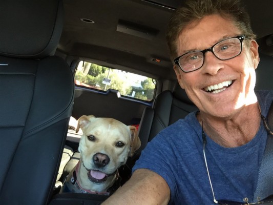 David Hasselhoff Actors - 857x1028 Wallpaper - teahub.io