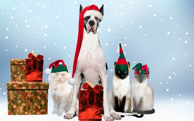 Happy Holidays With Animals - 3840x2400 Wallpaper - teahub.io