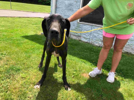 Majestic Great Dean Dog Wallpaper - Great Dane Dog - 1076x1078 ...