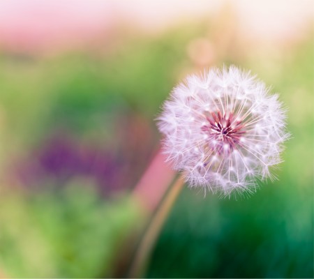 Htc11 - Lock Screen Flower Hd - 2048x1820 Wallpaper - teahub.io