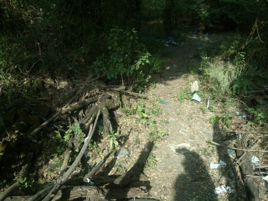 Wonderful Wallpapers - Old-growth Forest - 2592x1944 Wallpaper - teahub.io