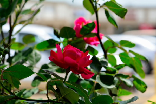 3d Nature Wallpaper Rich Image And Wallpaper - 3d Nature Wallpaper For ...