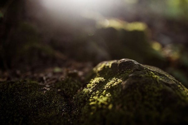 Moss Plant Grass Flare Sun Flare Moos Wald Forest Moss 910x607 Wallpaper