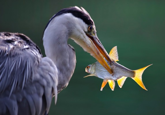 Fish And Bird - 1280x894 Wallpaper - teahub.io