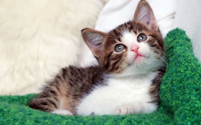 Cute Baby Animals Ever - Too Cute Cute Baby Animal - 1080x675 Wallpaper ...