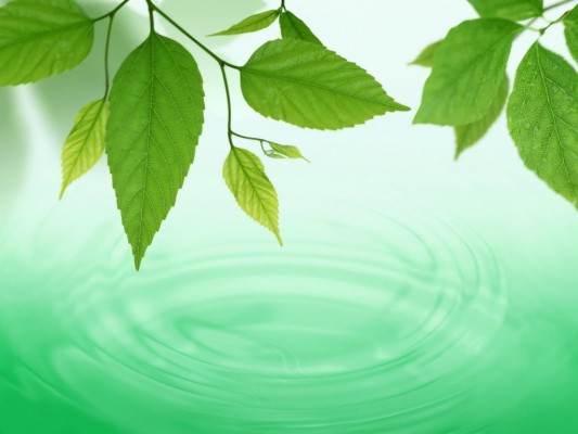 Neem Background - 1024x768 Wallpaper - teahub.io