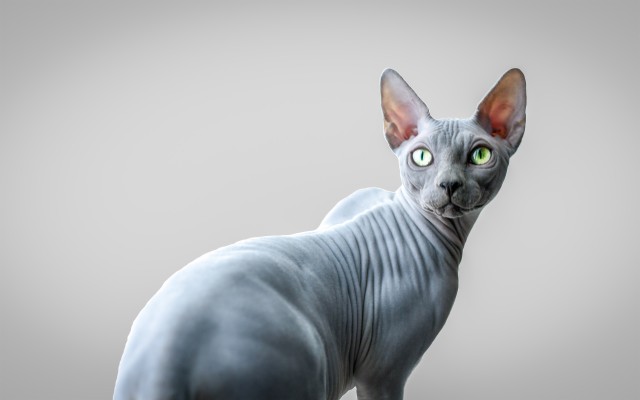 Sphynx Cat Front View - 2560x1440 Wallpaper - teahub.io