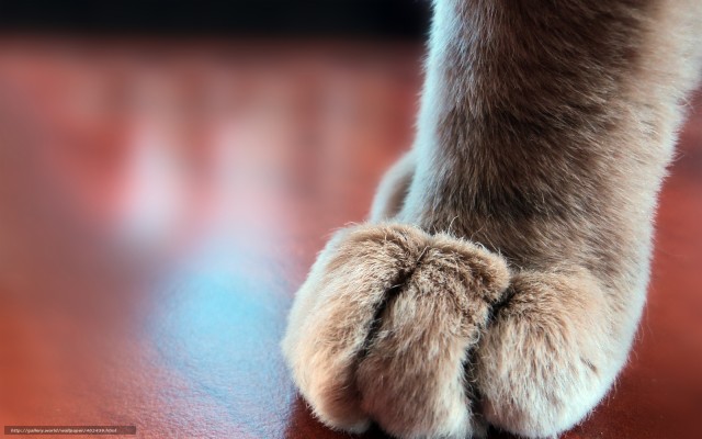 Cat Clean Paw - 2560x1600 Wallpaper - teahub.io
