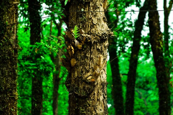 Old-growth Forest - 2880x1620 Wallpaper - teahub.io