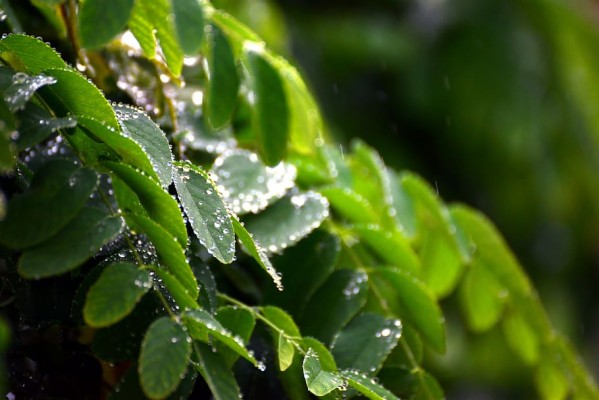 Plants During Rain Wallpaper - Rainy Day - 1920x1080 Wallpaper - teahub.io