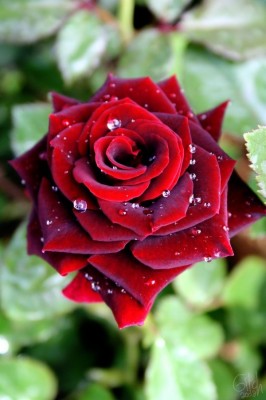 Subha Bakhair Images In Arabic - 720x856 Wallpaper - teahub.io